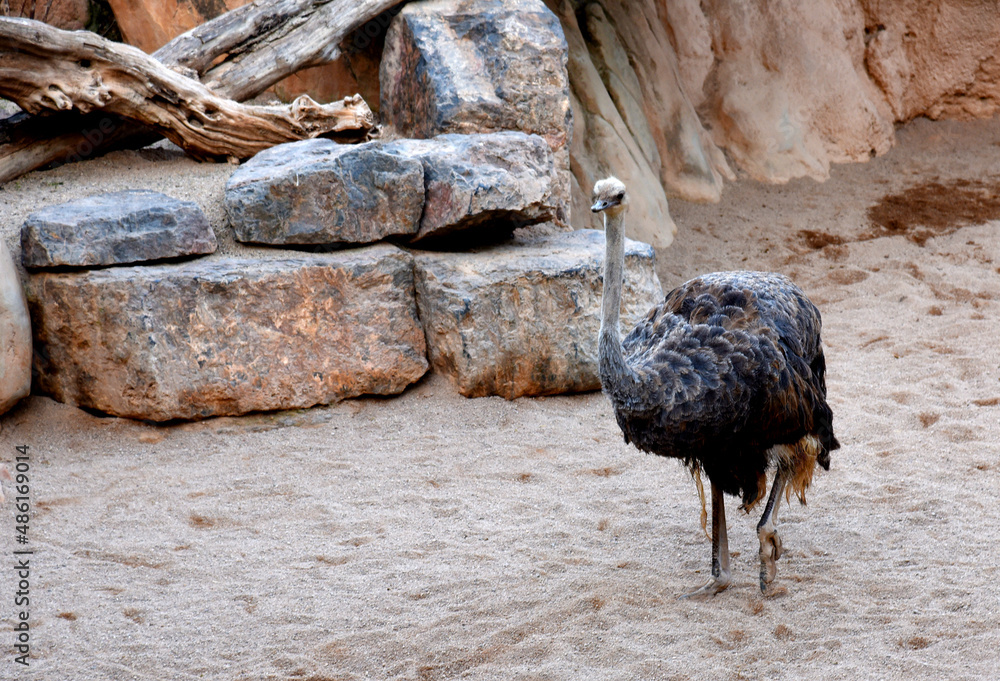Ostrichin in natural environment in wild habitats. Wild African bird ...
