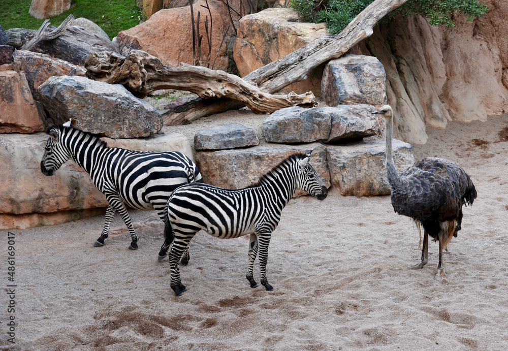Zebra and ostrichin in natural environment in wild habitats. Wild ...