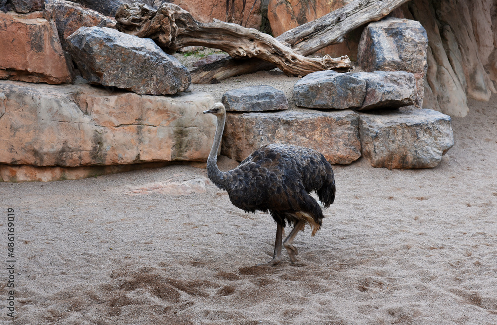 Ostrichin in natural environment in wild habitats. Wild African bird ...