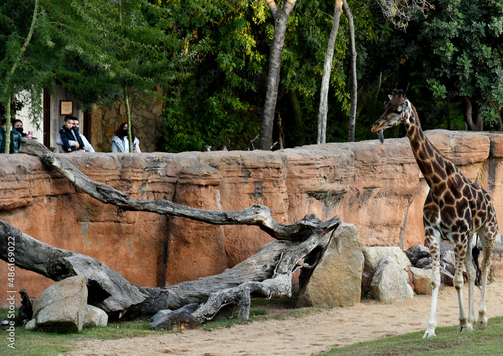 Giraffe Animals in natural environment with wild habitats. Giraffe ...