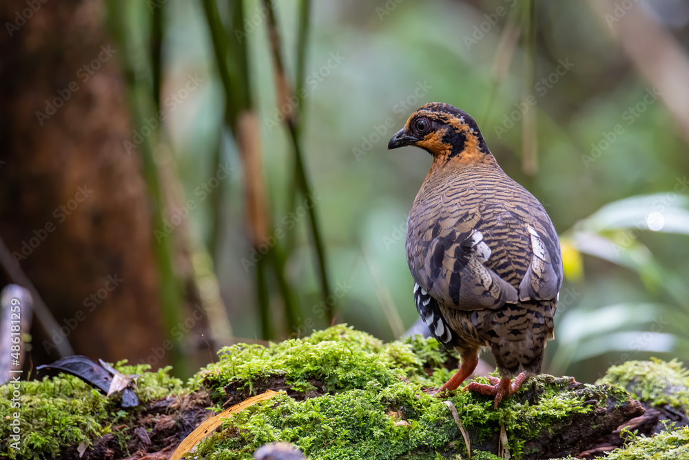 Nature wildlife image of bird red-breasted partridge also known as the ...