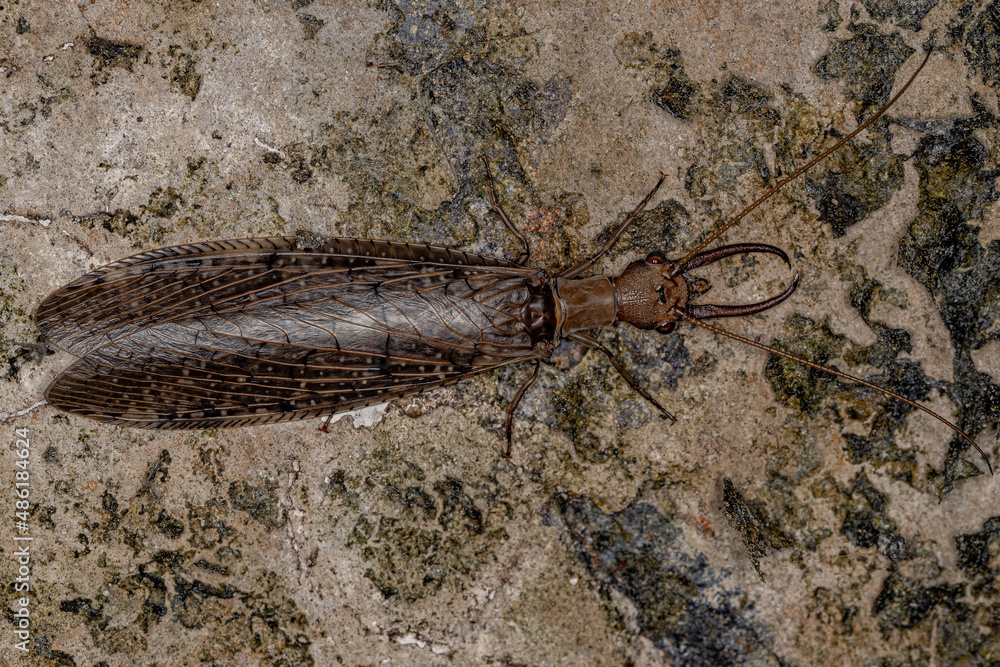 Adult Male Dobsonfly Insect Stock Photo | Adobe Stock
