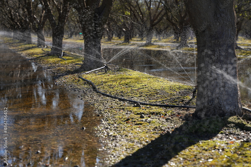 Flood and Fan Jet Irrigation System in Almond Orchard Stock Photo ...