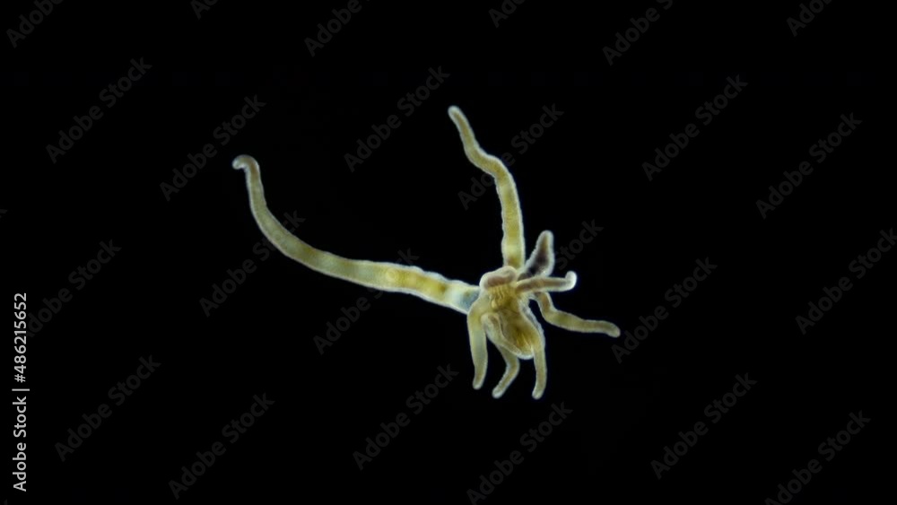 Larva of sea anemone Actiniaria under microscope, class Anthozoa ...