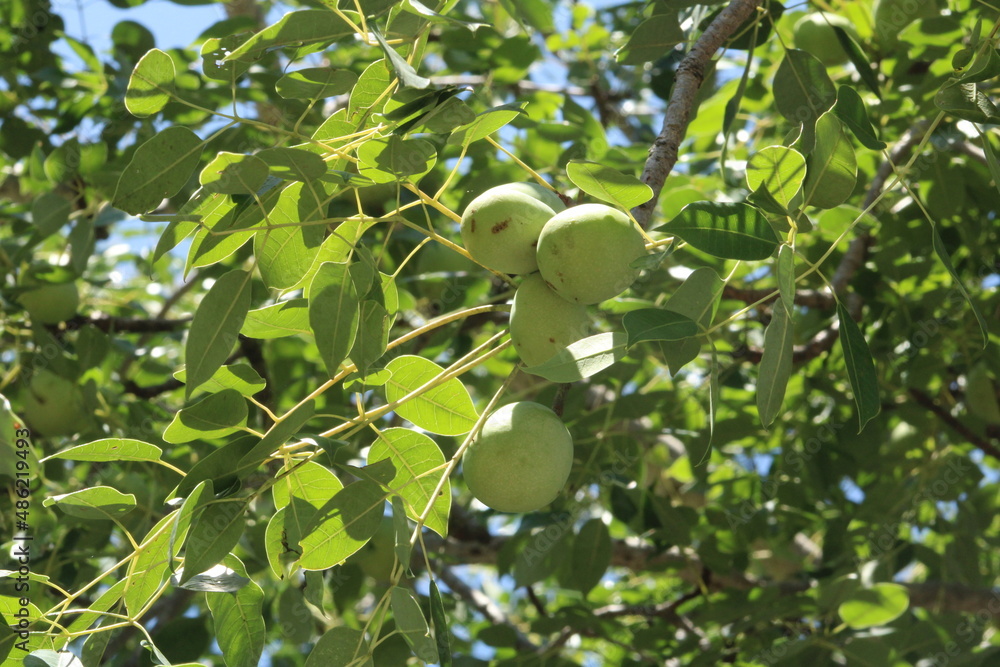 South African marula tree and marula fruits Stock Photo | Adobe Stock
