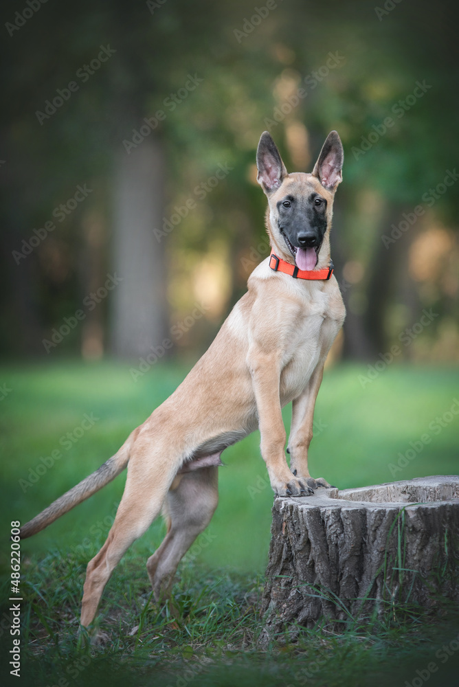 Cute malinois belgian shepherd puppy dog standing posing on the tree ...
