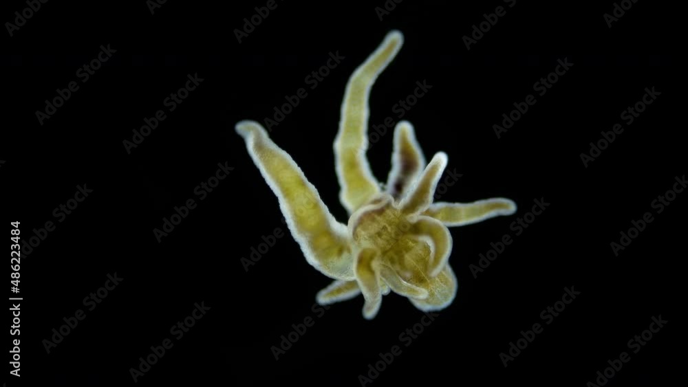 Larva of sea anemone Actiniaria under microscope, class Anthozoa ...