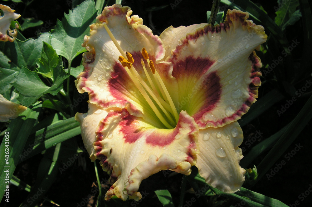 Cream Daylily flower Lady Betty Fritz with a bright red eye and a ...