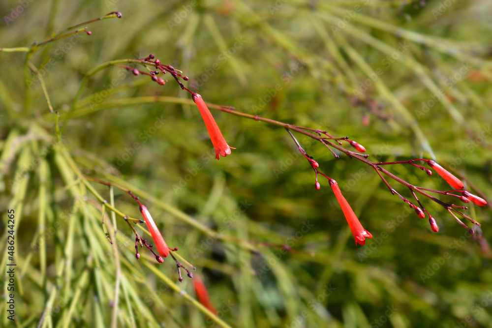 Firecracker plant Stock Photo | Adobe Stock