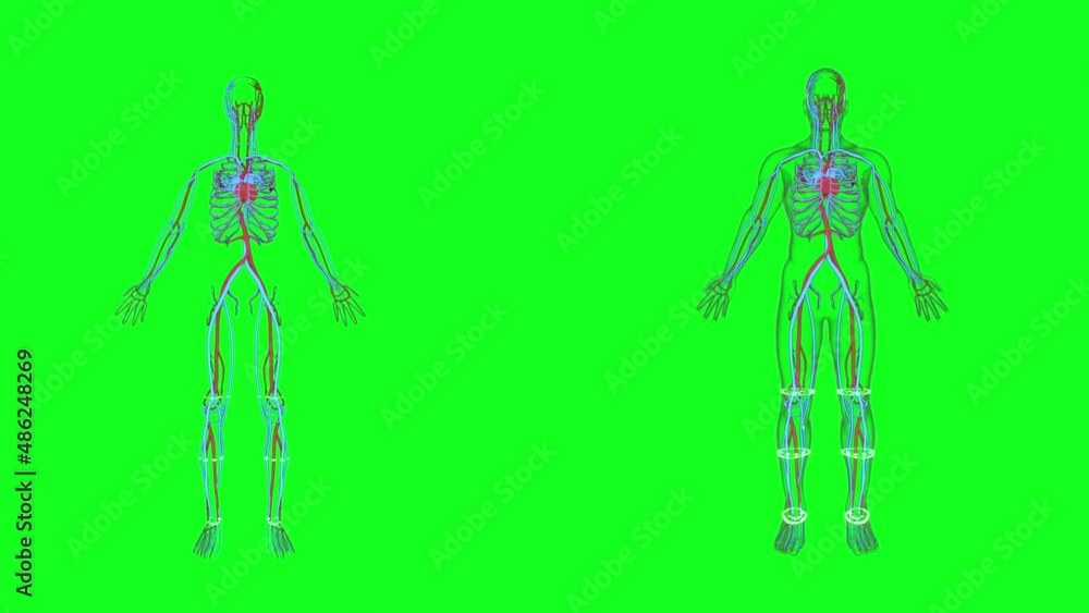 Human cardiovascular system animation. Human veins and arteries anatomy ...