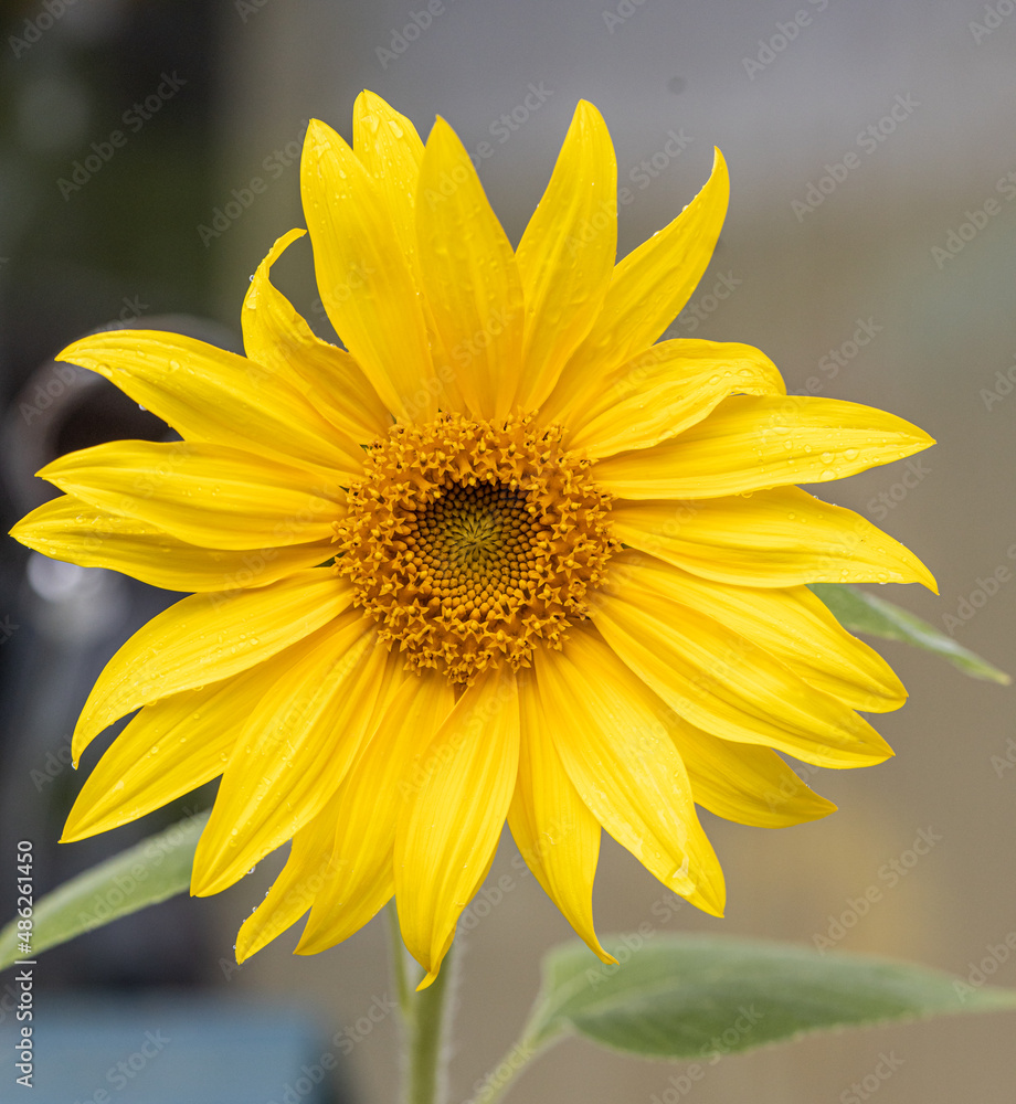Helianthus annuus flower, the common sunflower, is a large annual forb ...