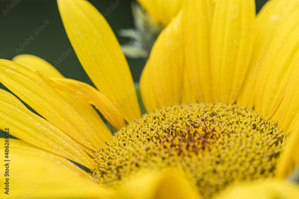 Helianthus annuus flower, the common sunflower, is a large annual forb ...