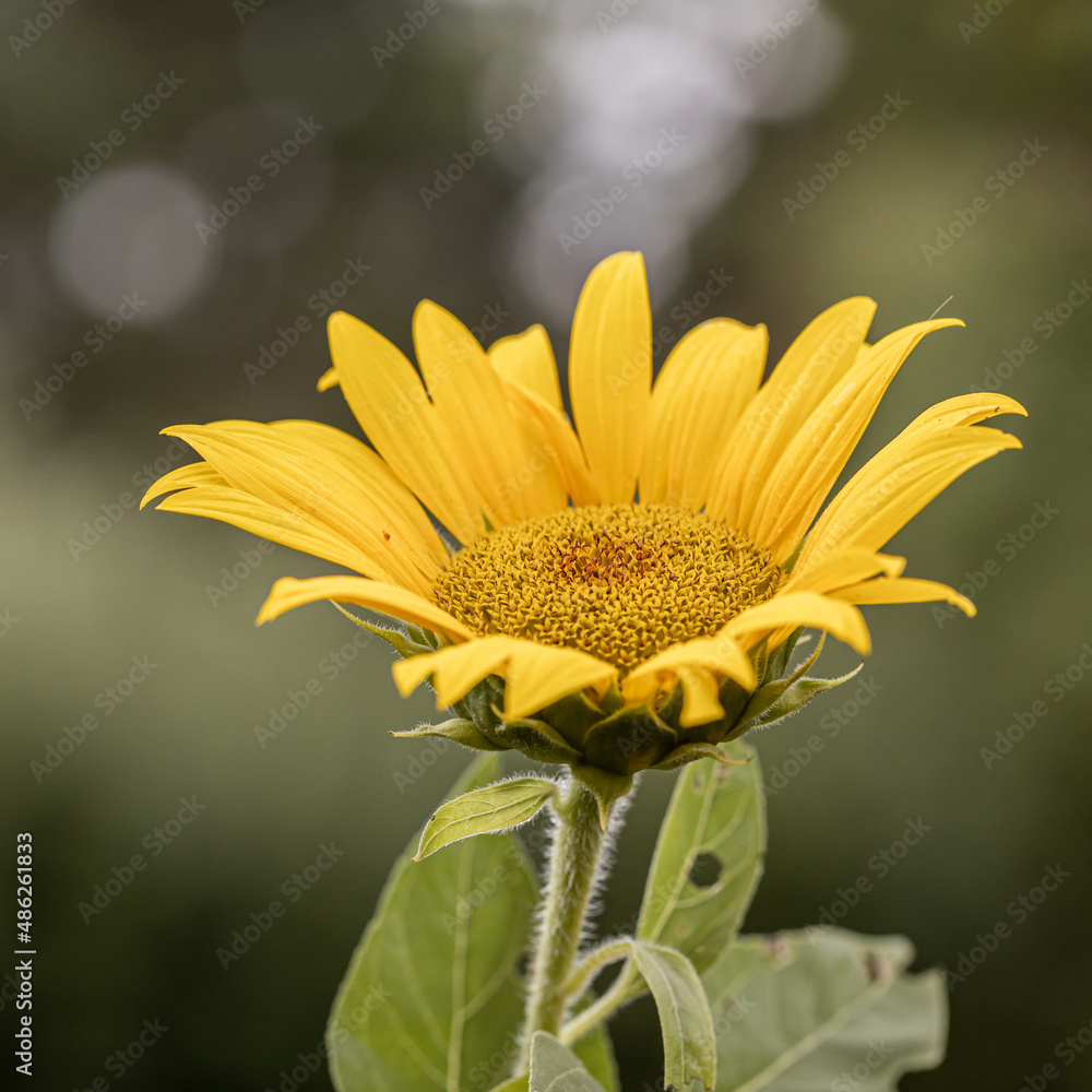 Helianthus annuus flower, the common sunflower, is a large annual forb ...