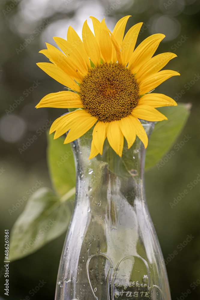 Helianthus annuus flower, the common sunflower, is a large annual forb ...