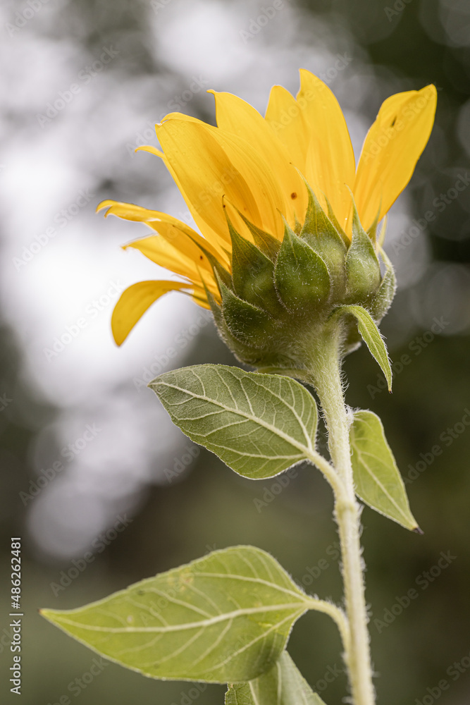 Helianthus annuus flower, the common sunflower, is a large annual forb ...