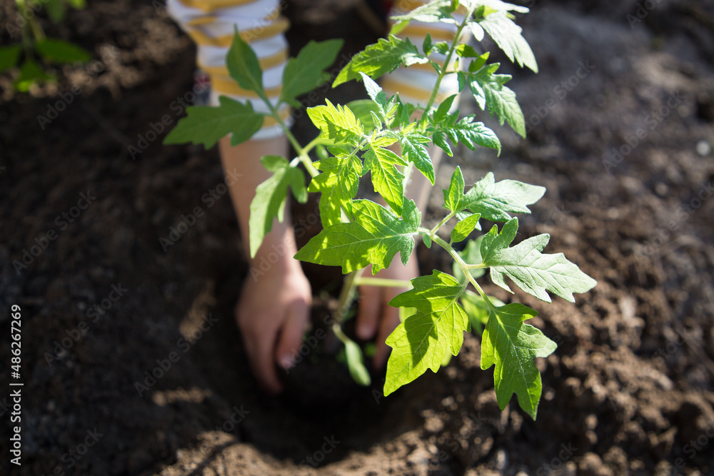child helps to plant seedlings in the garden on a bright sunny day ...