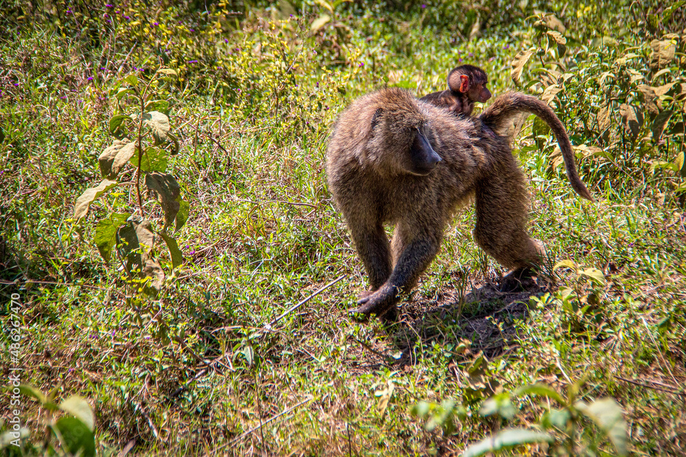 View of a cute anubis baboon baby riding on it's mother's back ...