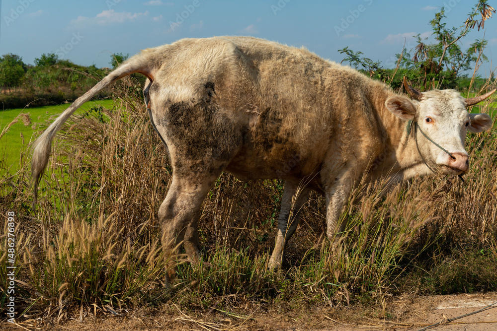 Brown cow peeing on green grass field, Cow is urinating by raising her ...