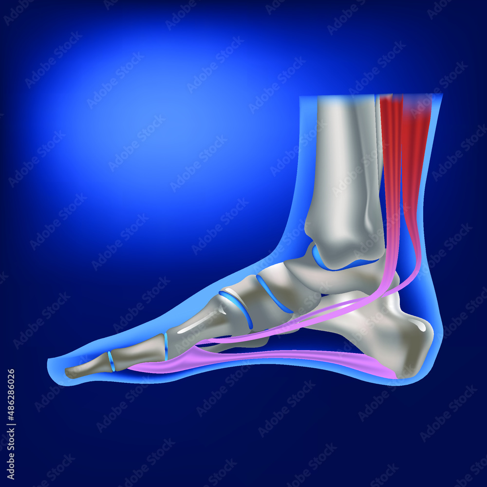The human foot from the side. Anatomical structure of leg bones and ...