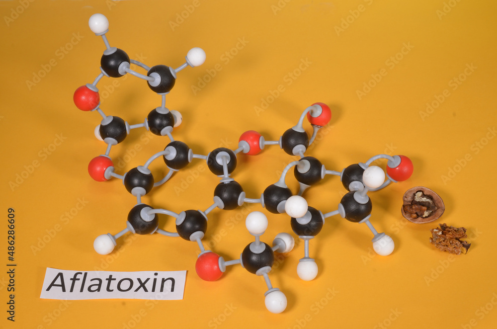 Molecule model og Aflatoxin B1, with sample of fungus attacked walnuts ...