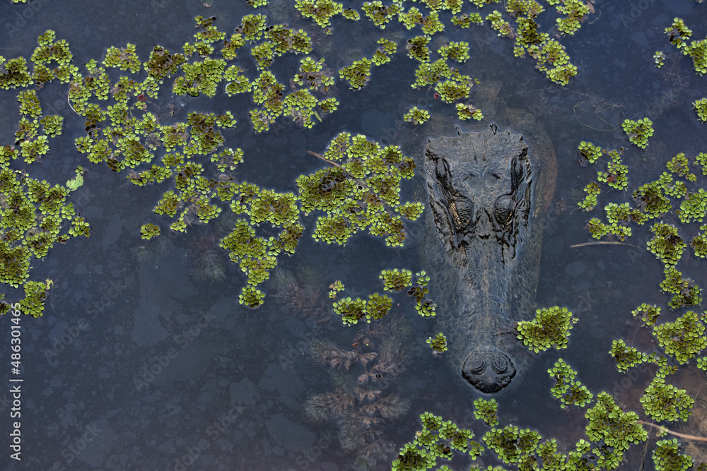 Alligator Duck Weed Stock Photo | Adobe Stock