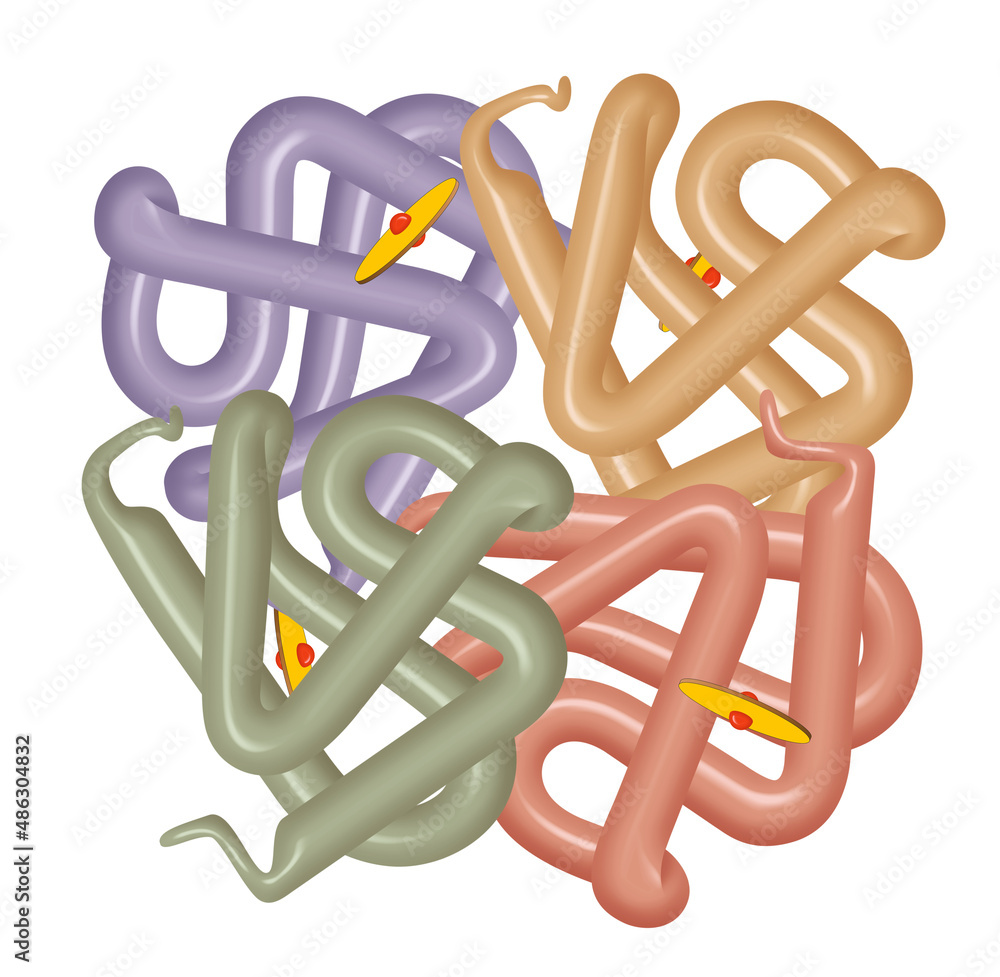 Structure of human hemoglobin molecule Stock Illustration | Adobe Stock