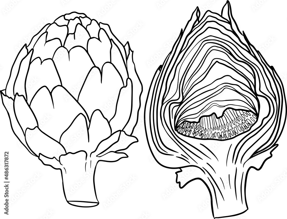 Artichoke bud. Healthy, fresh, farm vegetables. Hand drawn isolated on ...