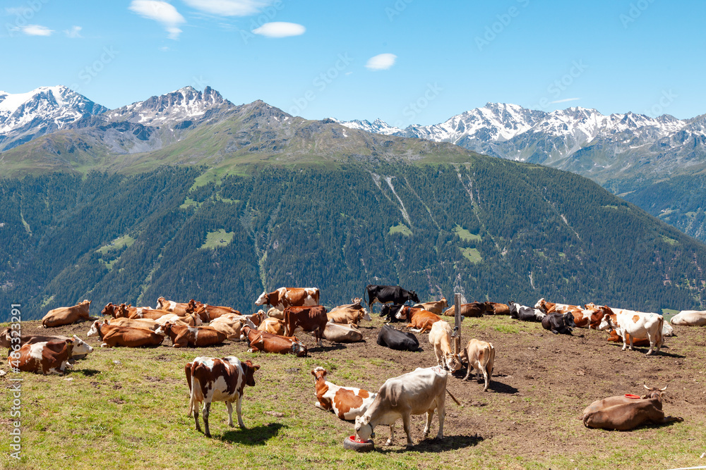 Troupeau de vaches laitières dans un alpage en Valais des Alpes suisses Stock Photo | Adobe Stock