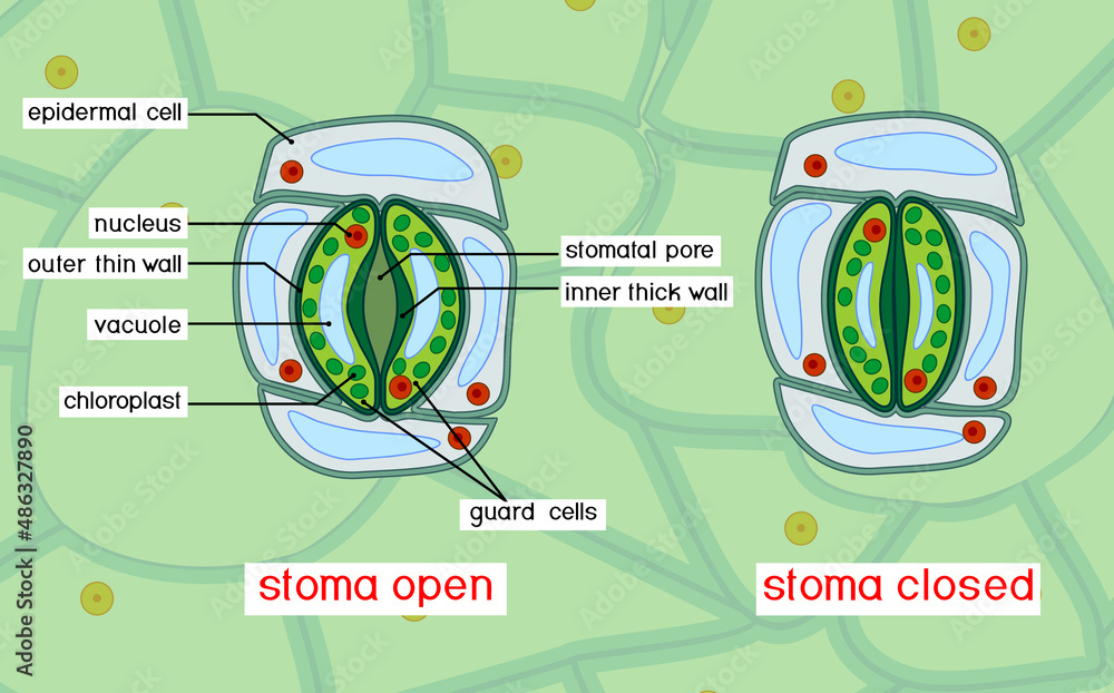 Structure of stomatal complex with open and closed stoma Stock Vector ...