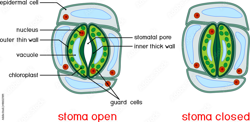 Structure of stomatal complex with open and closed stoma Stock Vector ...