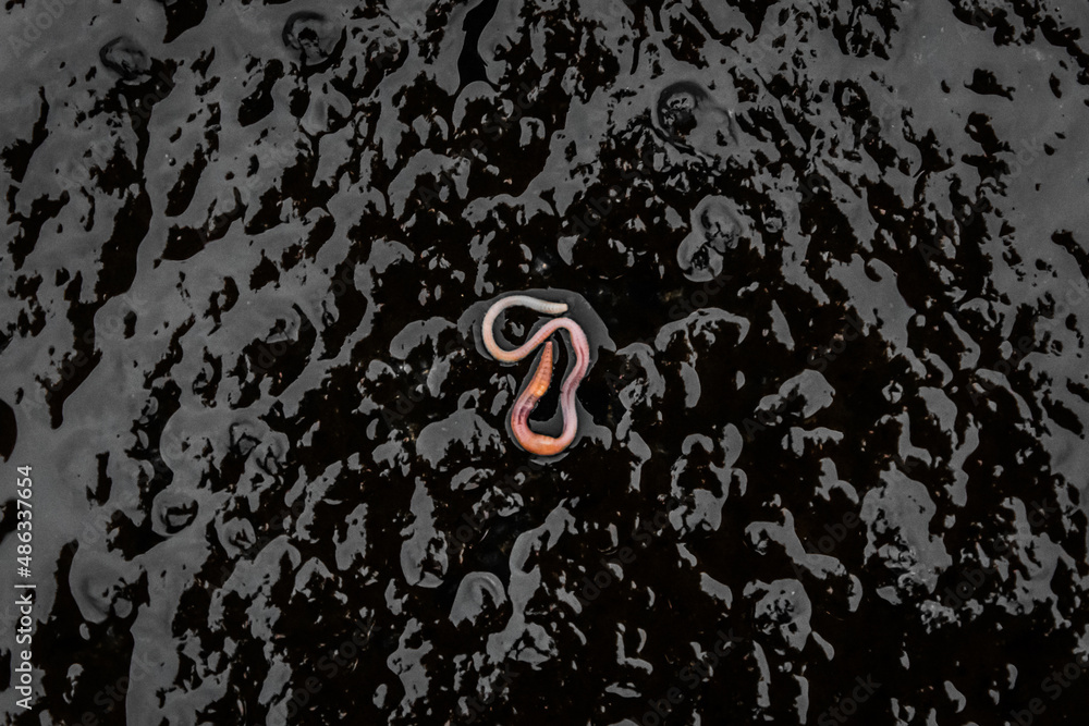 Worm oblong soft-bodied boneless animal dies and becomes infected with ...