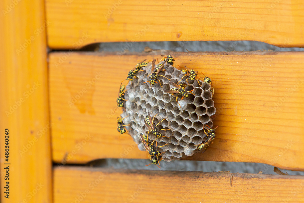Elegantes Wie Schnell Bauen Wespen Ein Nest Fotos