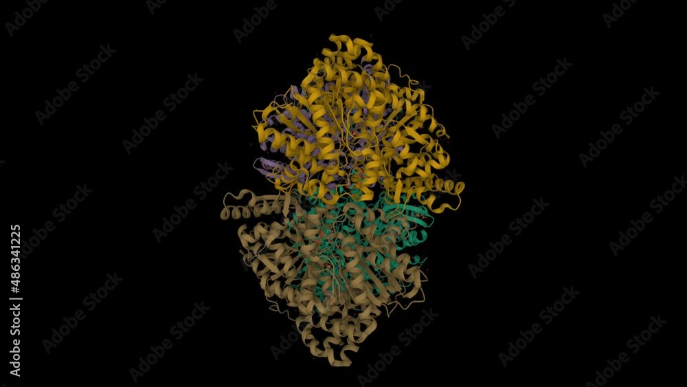 Structure of human brain glycogen phosphorylase. Animated 3D cartoon ...