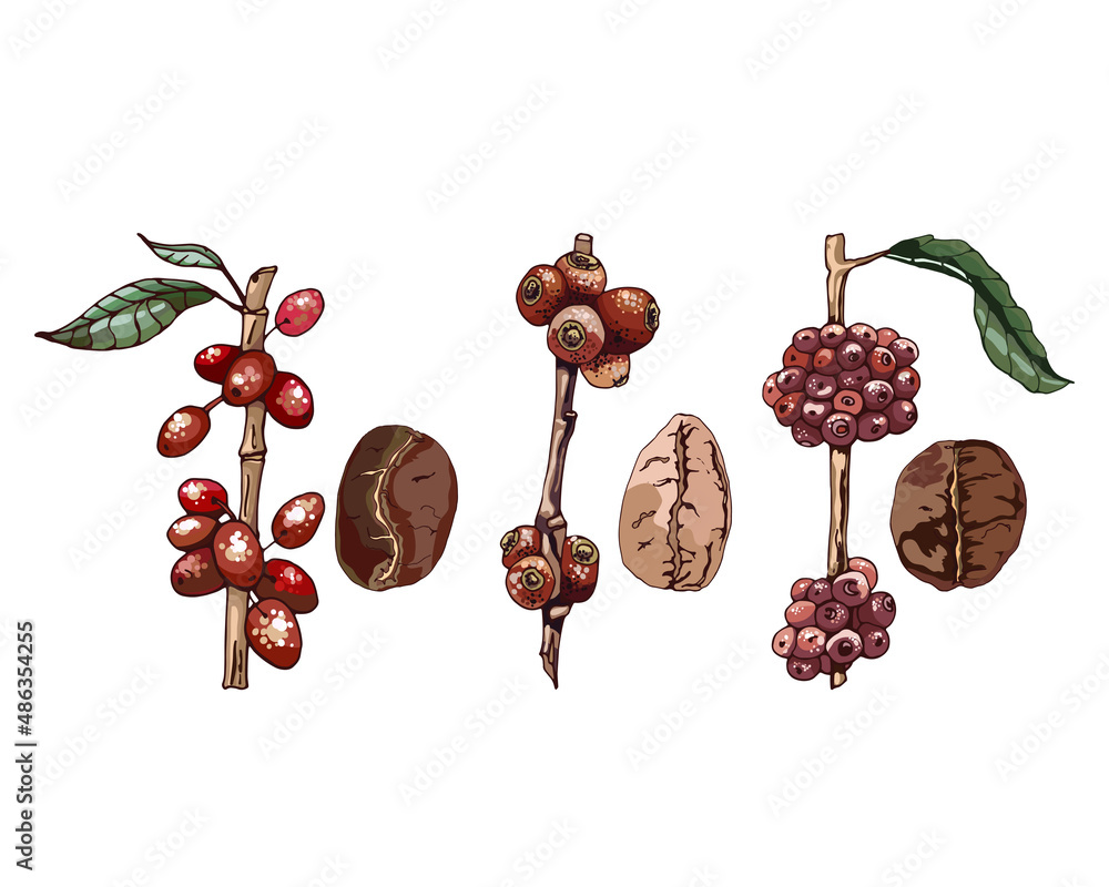 types of coffee varietiesб, arabica, robusta, liberica_types of coffee ...