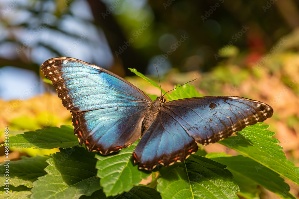 Blue morpho butterfly sitting on a flower. (Morpho menelaus) Stock ...