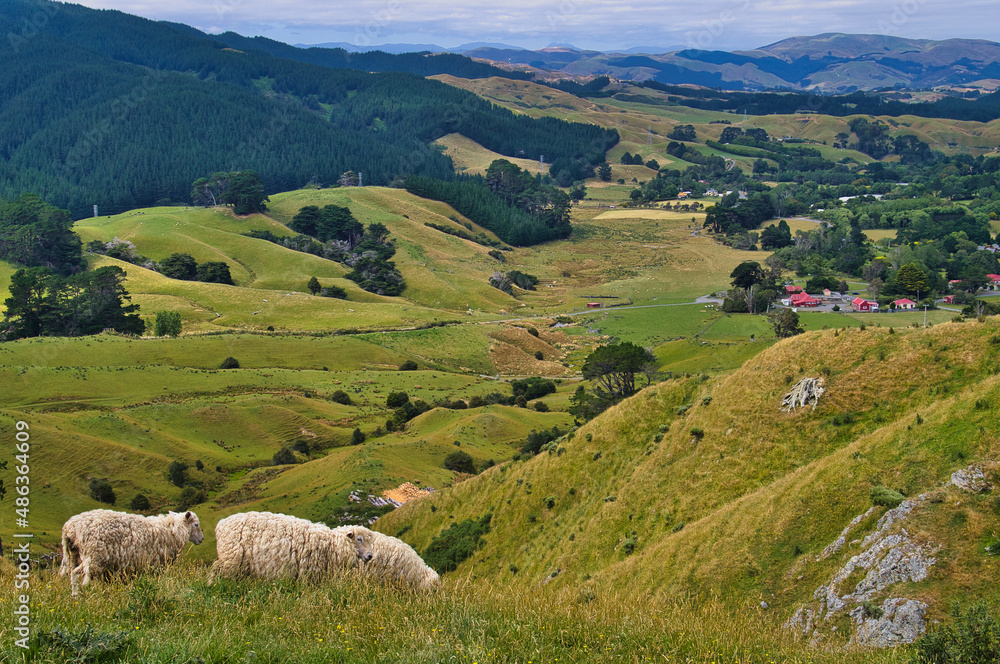 The green hills with meadows and trees of the sheep farm Battle Hill ...