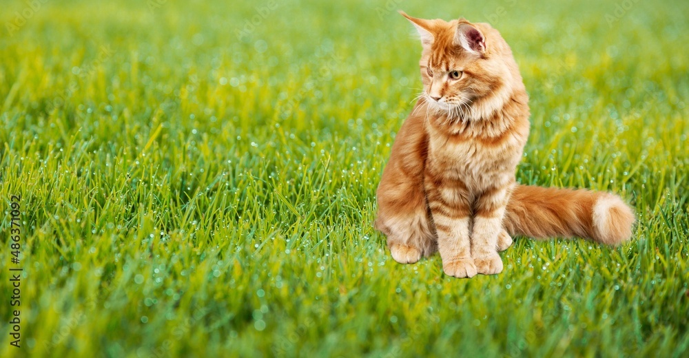 Cute young cat walking outside in the grass Stock Photo | Adobe Stock