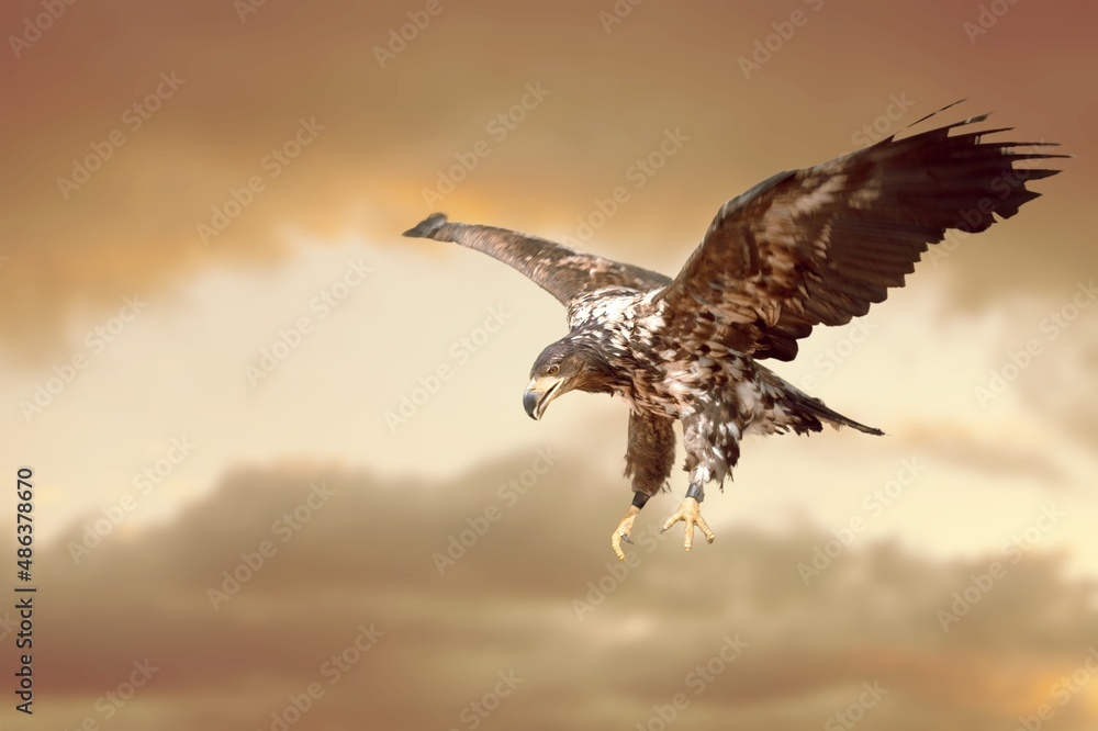 One flying falcon in the nature background in the sunset time Stock ...