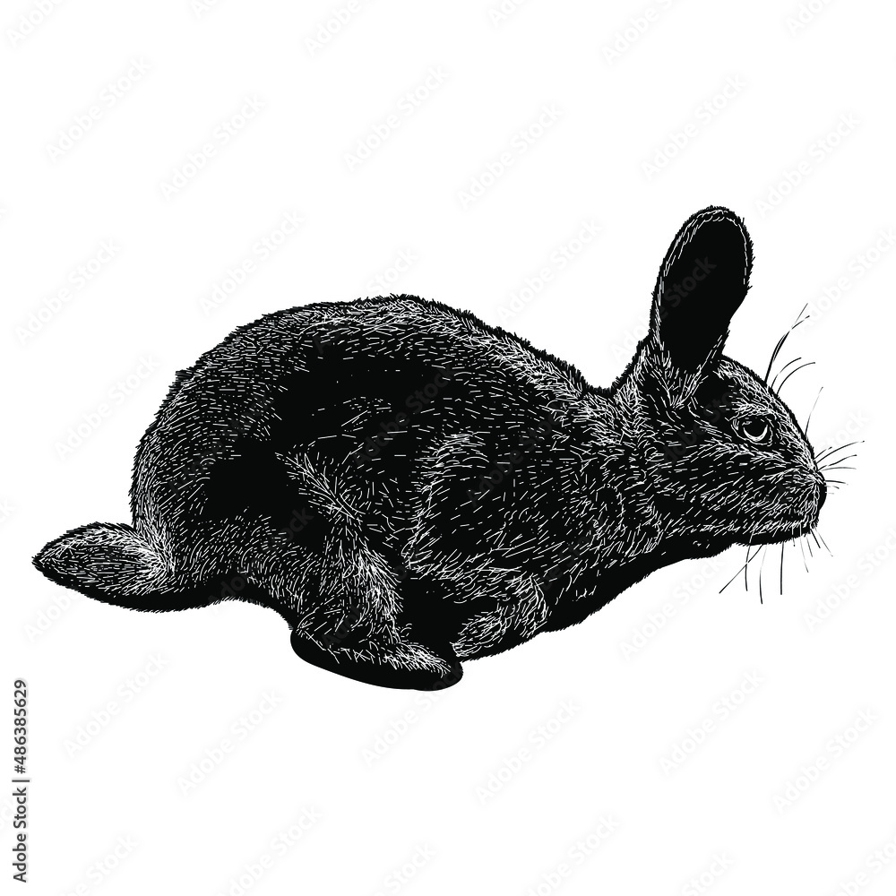 rabbit hand drawing vector illustration isolated on white background ...