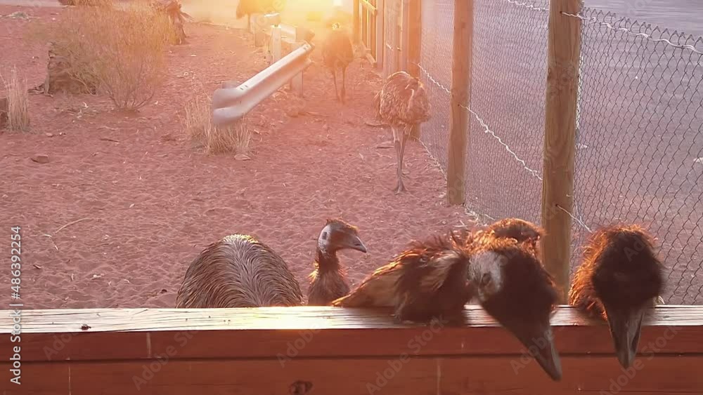 SLOW MOTION: Australian Emus eating in Northern Territory at sunset in ...