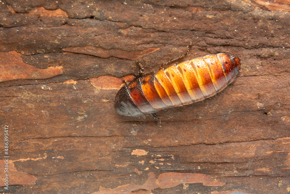 big tropical cockroach Female of Gromphadorhina portentosa , one of the ...