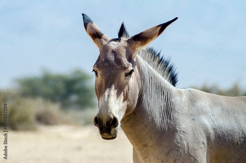 Head of so called Somali wild donkey (Equus africanus) is the ...