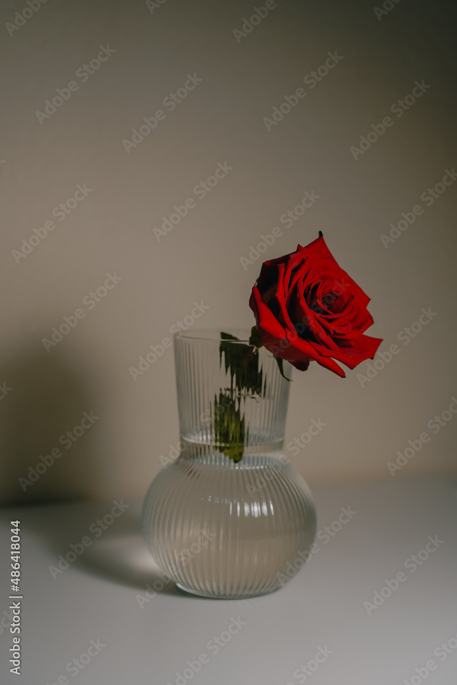red rose in a vase Stock Photo | Adobe Stock