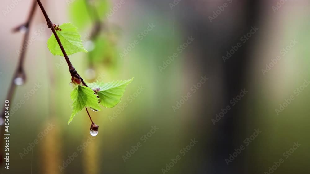 On a warm spring day, the fresh spring rain falling on the green leaves ...