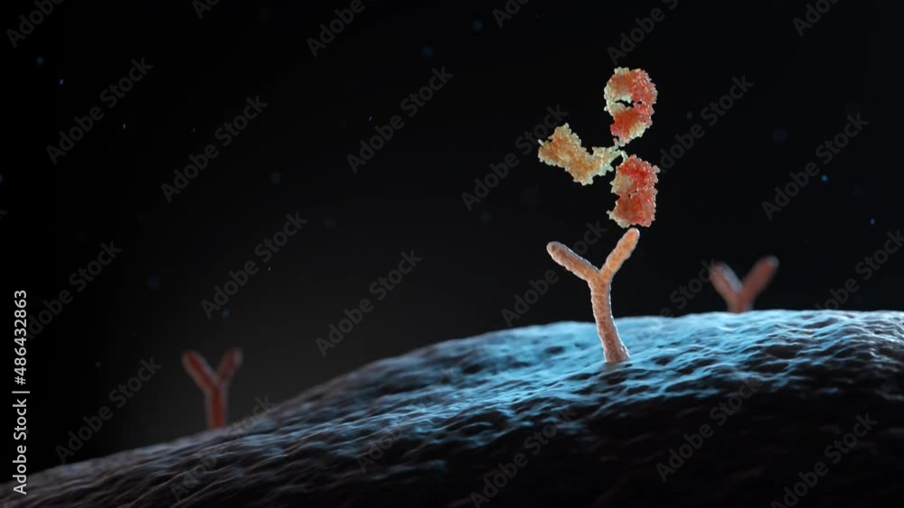 Antibody binding to human cell receptors. 3D animation Stock Video ...