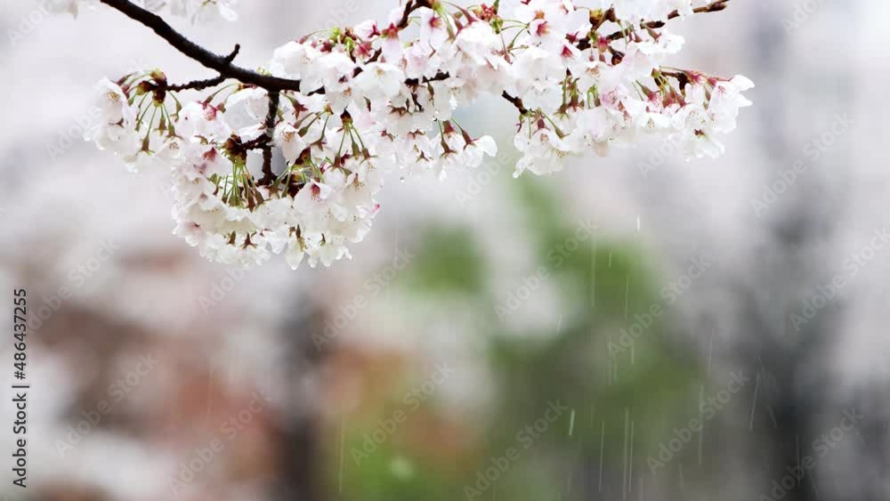 Fresh spring rain and raindrops falling on the cherry blossom trees on ...