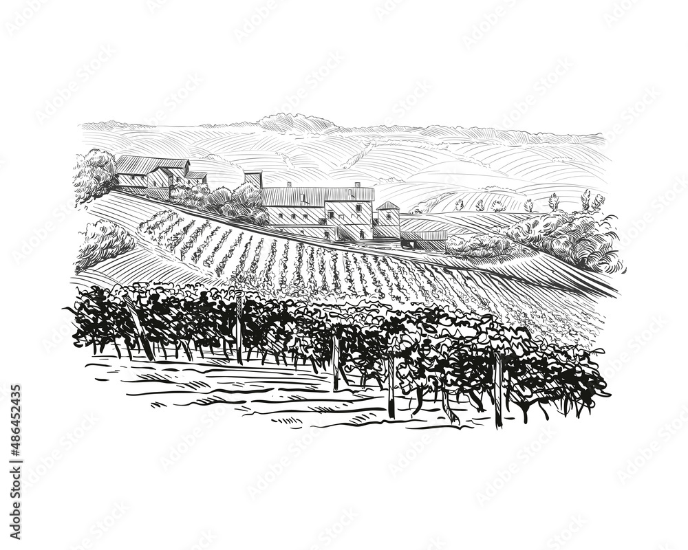 Vineyard landscape vector sketch design. Hand drawn illustration Stock ...