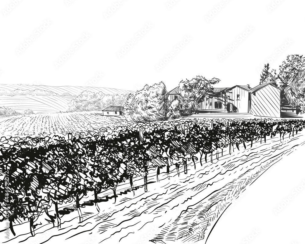 Vineyard landscape vector sketch design. Hand drawn illustration Stock ...