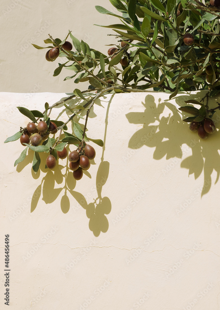 Olives stylish background on the wall with summer shadow. Nature bio ...