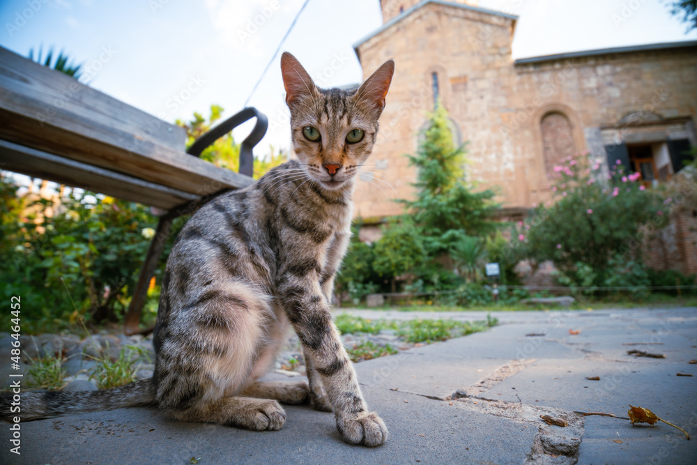 Thin long-nosed and long-legged, typical southern reed cat Street in ...
